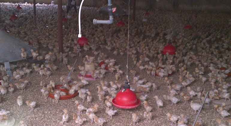 Field Trip 2 - Poultry Value chain - NextGenFarms