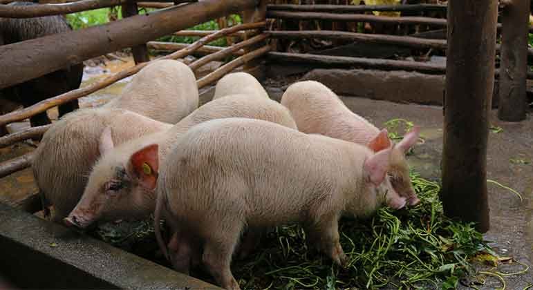Pig Production – Class Notes 2 - NextGenFarms